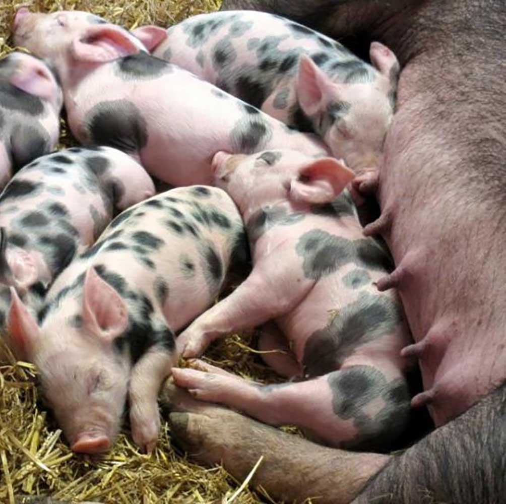 La ferme Koti – Hekip La ferme Koti – Hekip