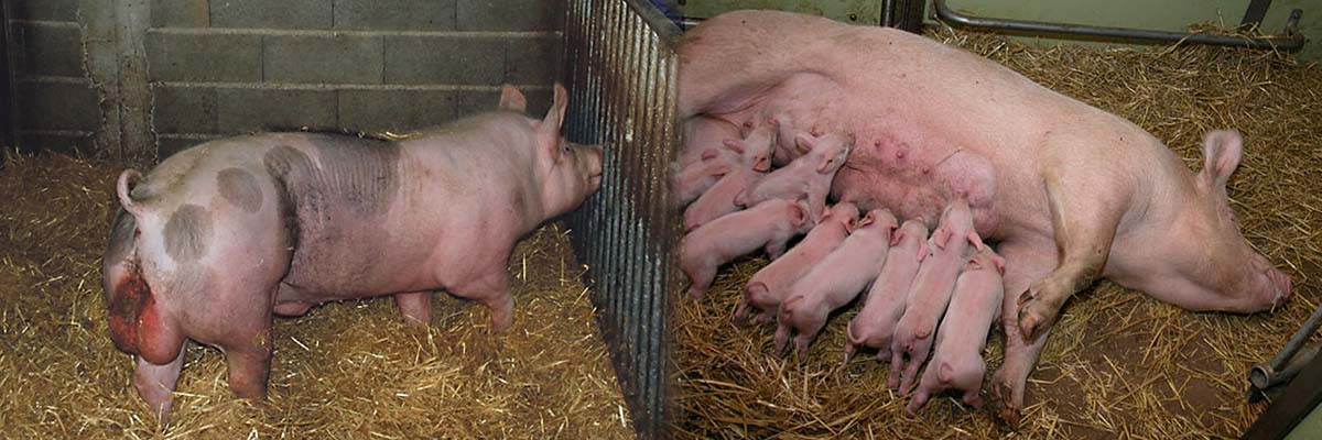 La ferme Koti – Hekip La ferme Koti – Hekip