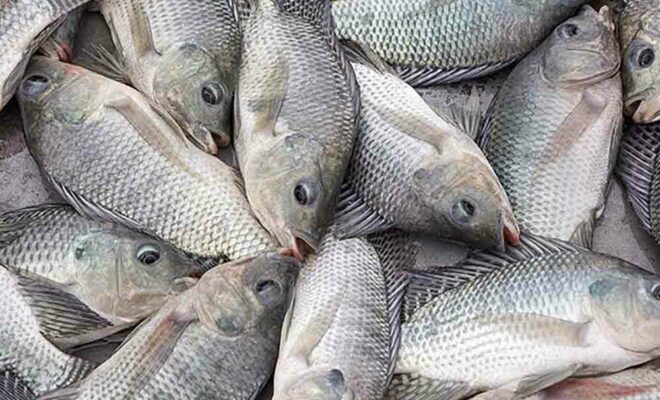 La pisciculture – Hekip La pisciculture – Hekip