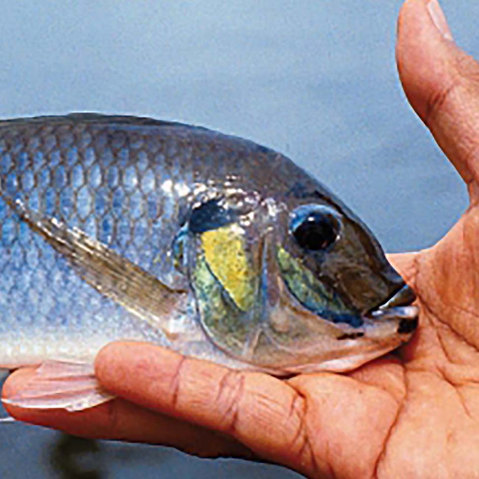 La pisciculture – Hekip La pisciculture – Hekip