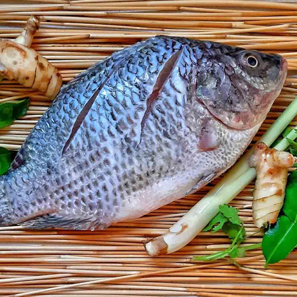 La pisciculture – Hekip La pisciculture – Hekip